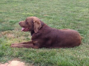 KingLabradors – Raising Quality English Labs