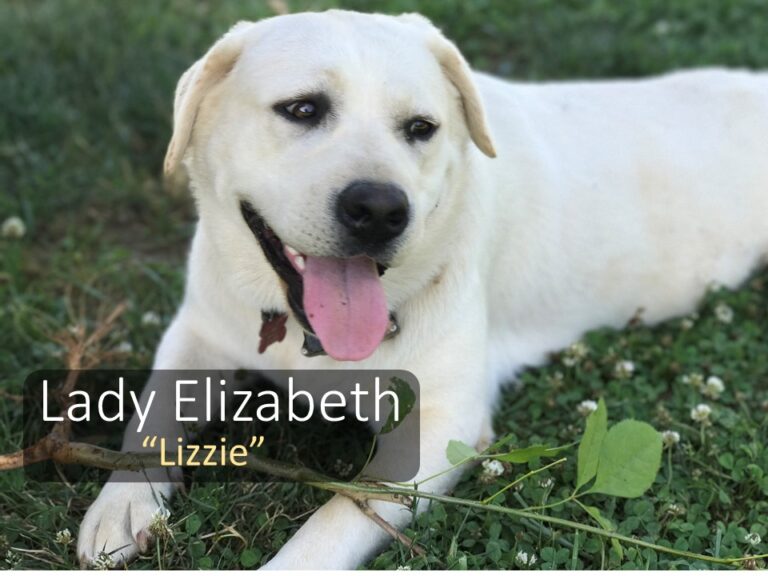 KingLabradors – Raising Quality Family Raised English Labrador retrievers