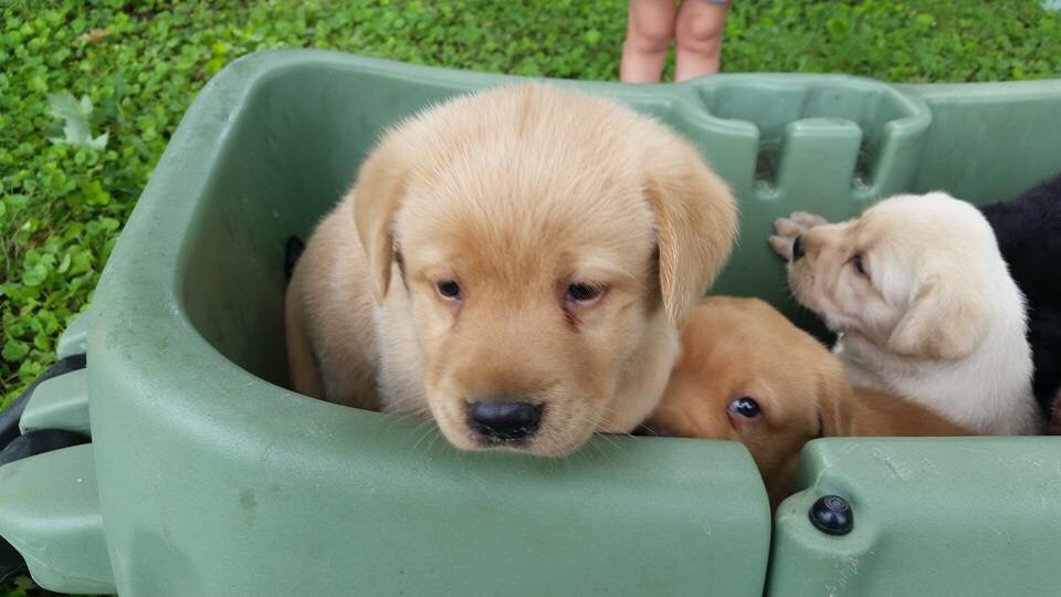 KingLabradors – Raising Quality English Labs