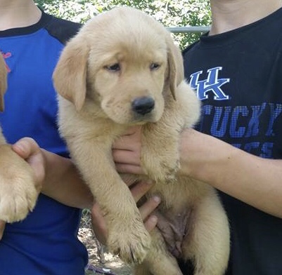 KingLabradors – Raising Quality English Labs