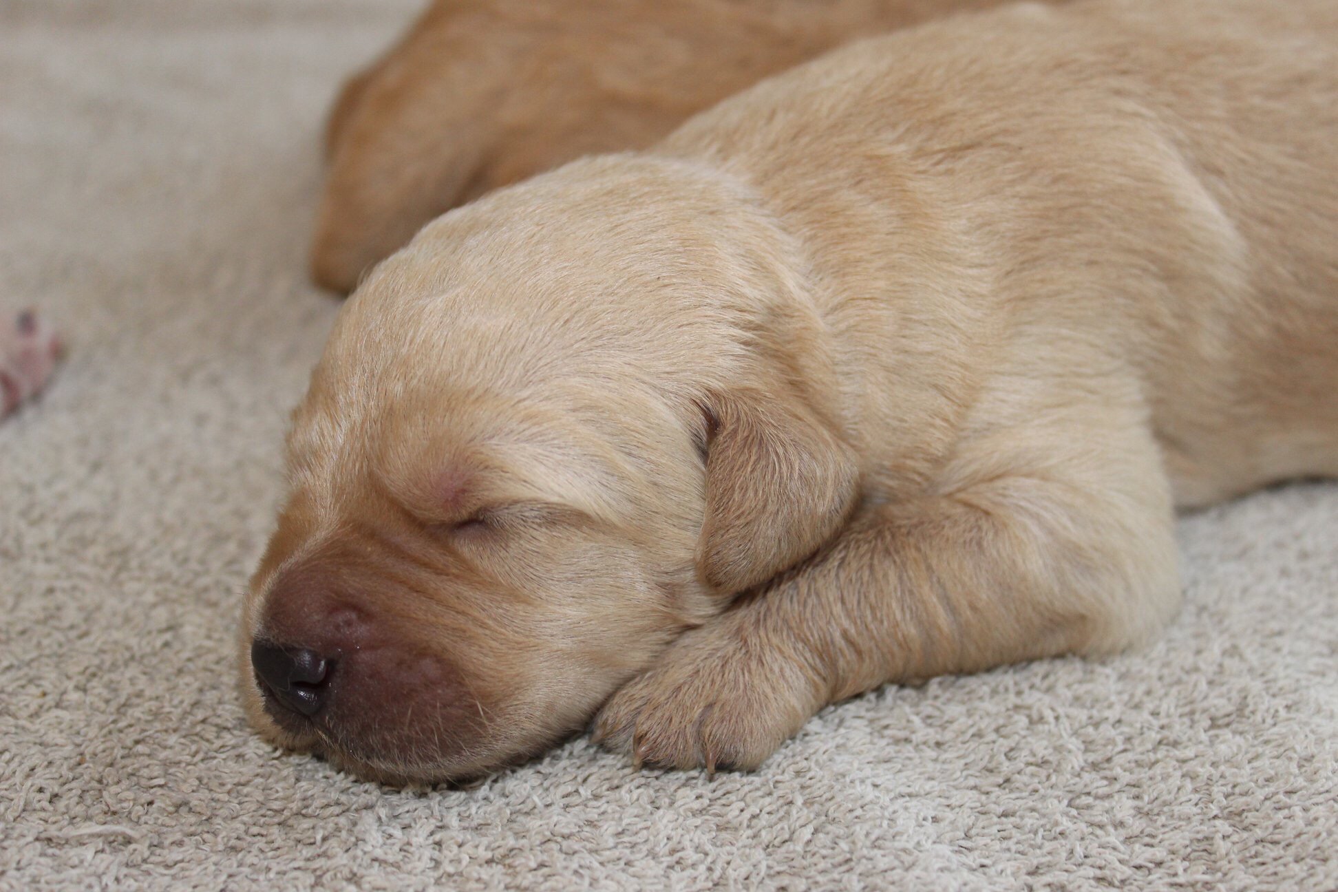 KingLabradors – Raising Quality English Labs