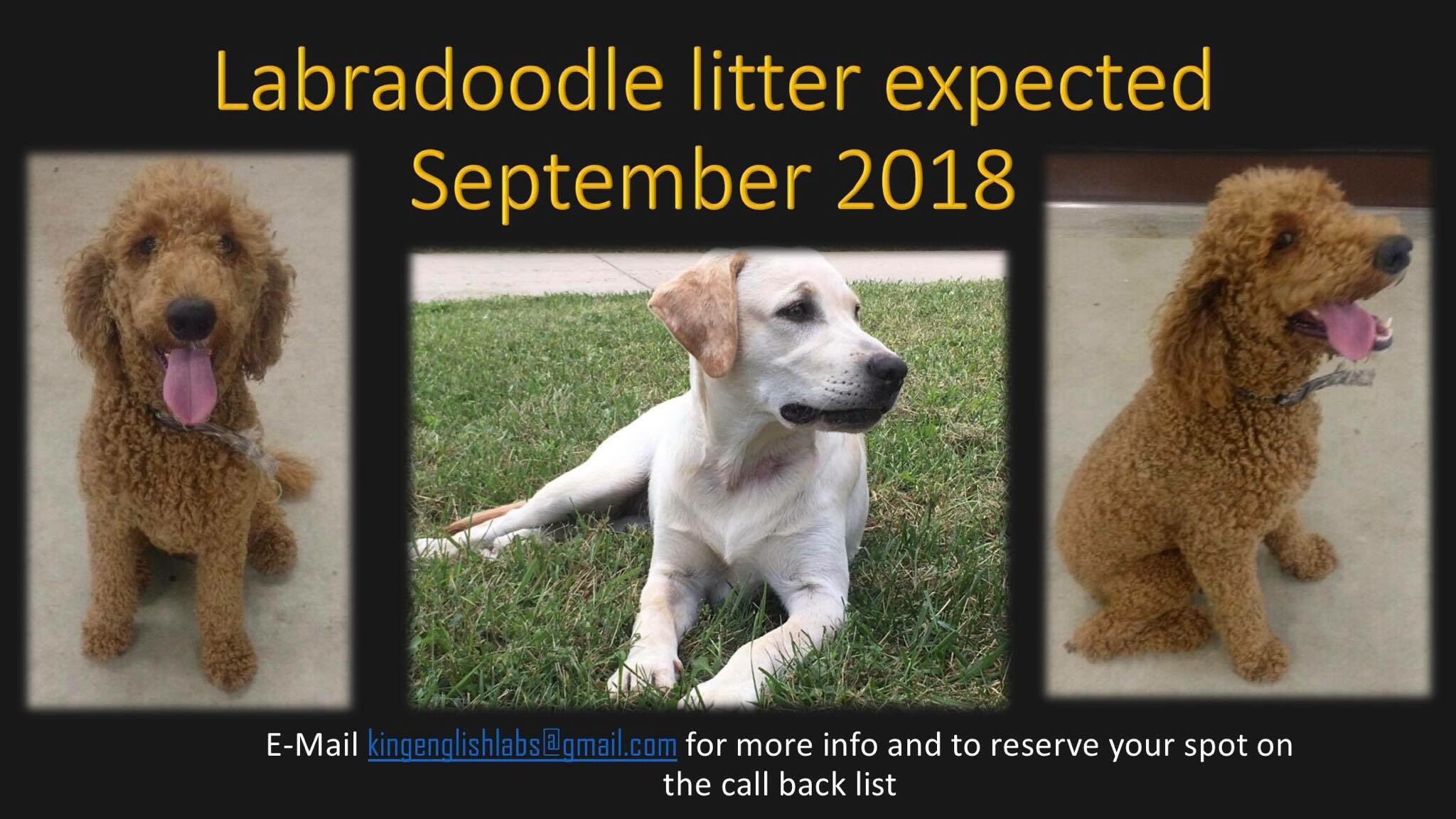 KingLabradors – Raising Quality English Labs