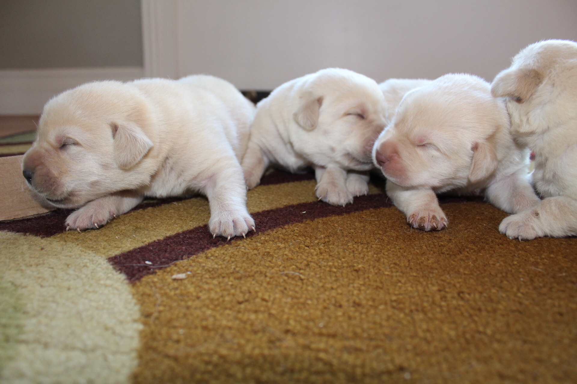 KingLabradors – Raising Quality English Labs