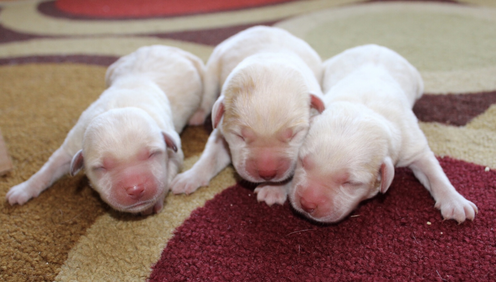 KingLabradors – Raising Quality English Labs