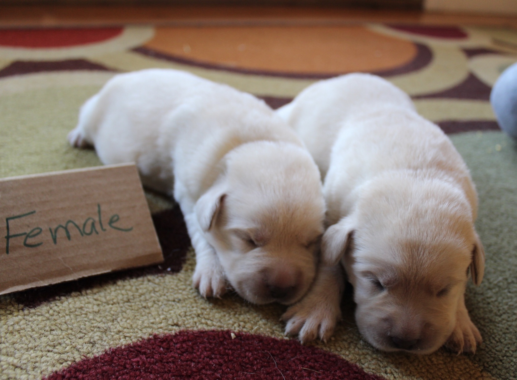 KingLabradors – Raising Quality English Labs