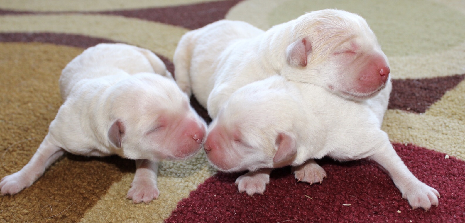 KingLabradors – Raising Quality English Labs