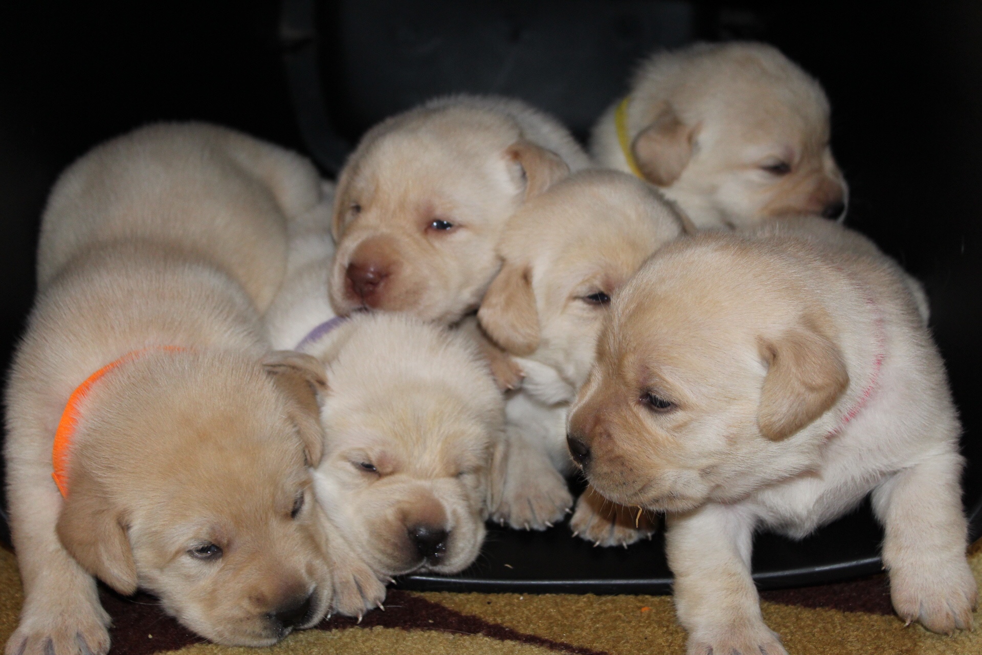 KingLabradors – Raising Quality English Labs