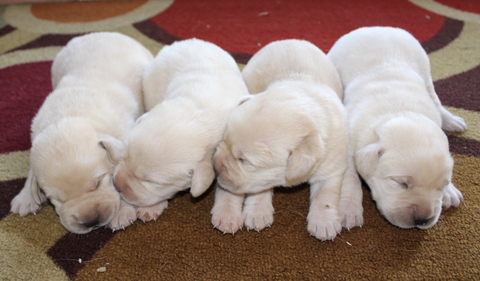 KingLabradors – Raising Quality English Labs