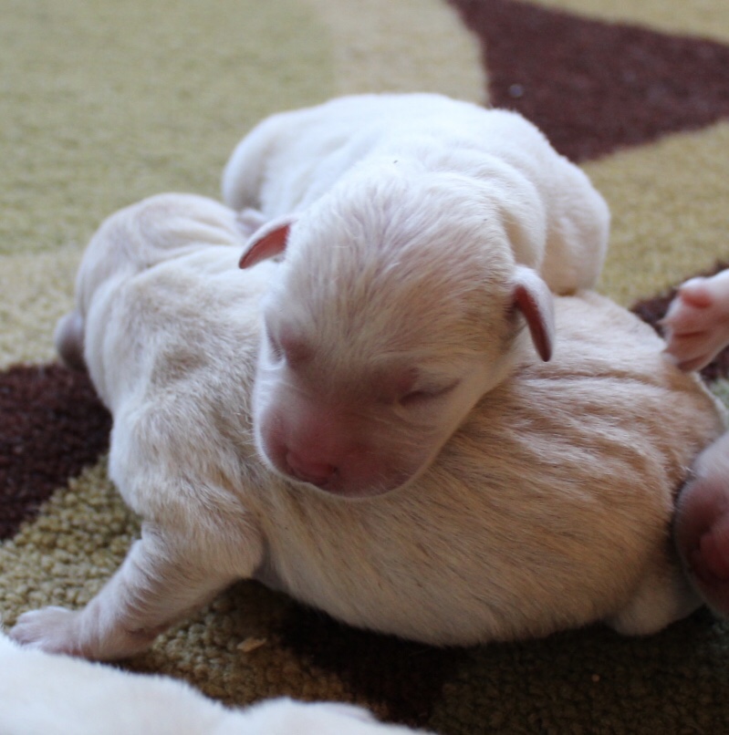 KingLabradors – Raising Quality English Labs