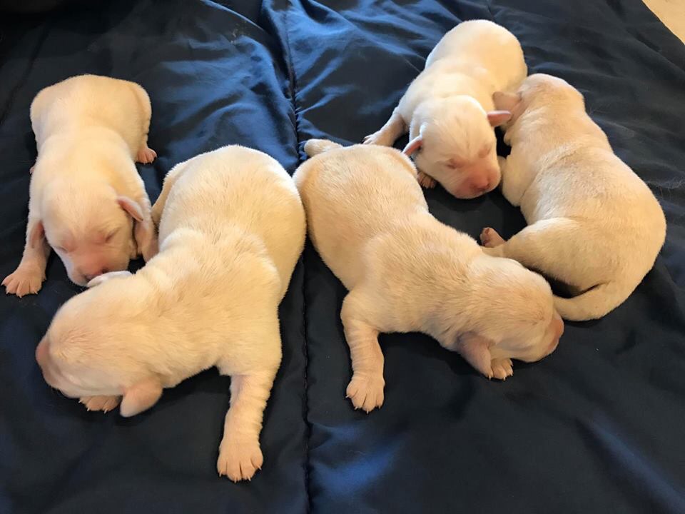 KingLabradors – Raising Quality English Labs