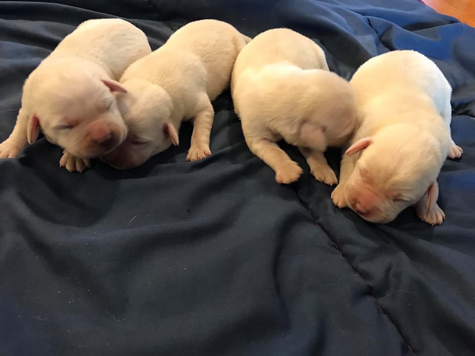 KingLabradors – Raising Quality English Labs