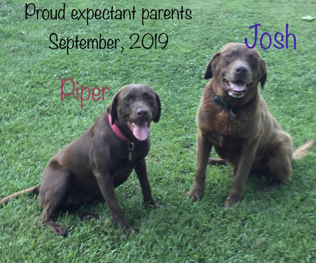 KingLabradors – Raising Quality English Labs