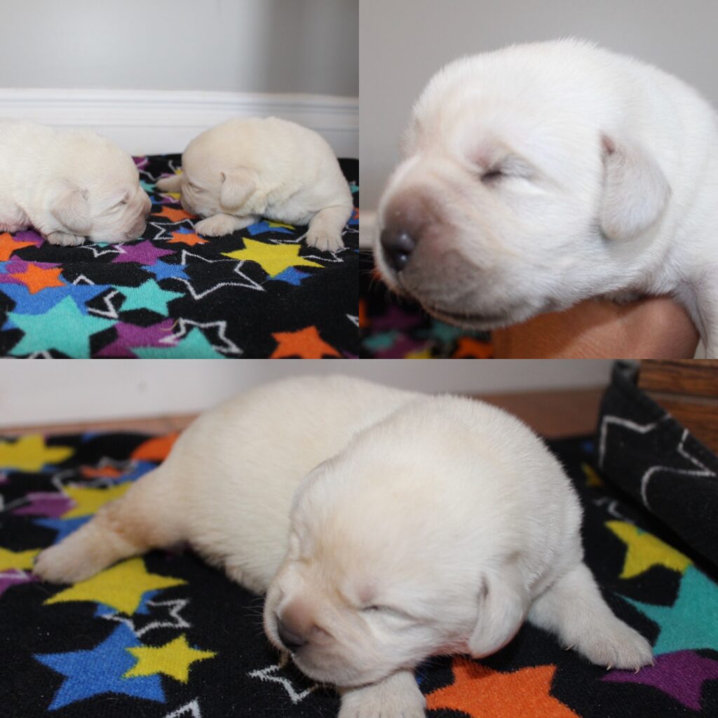 KingLabradors – Raising Quality English Labs