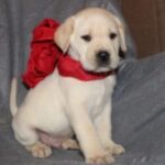 KingLabradors – Raising Quality Family Raised English Labrador retrievers