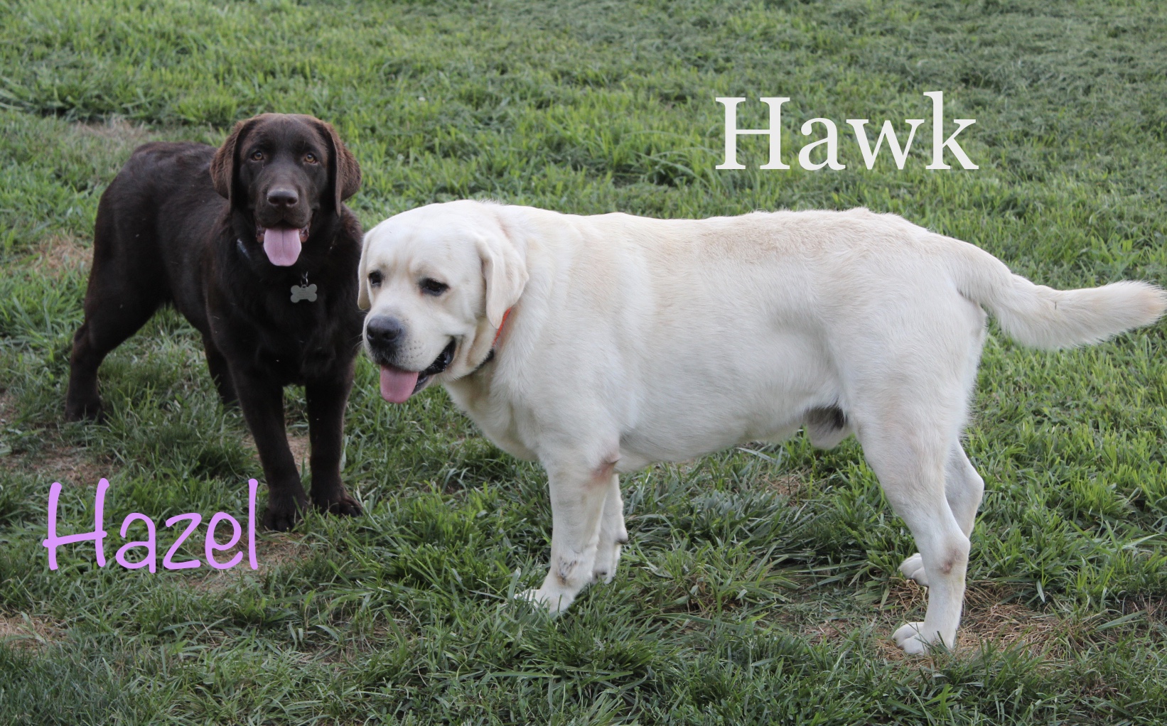 KingLabradors – Raising Quality Family Raised English Labrador retrievers