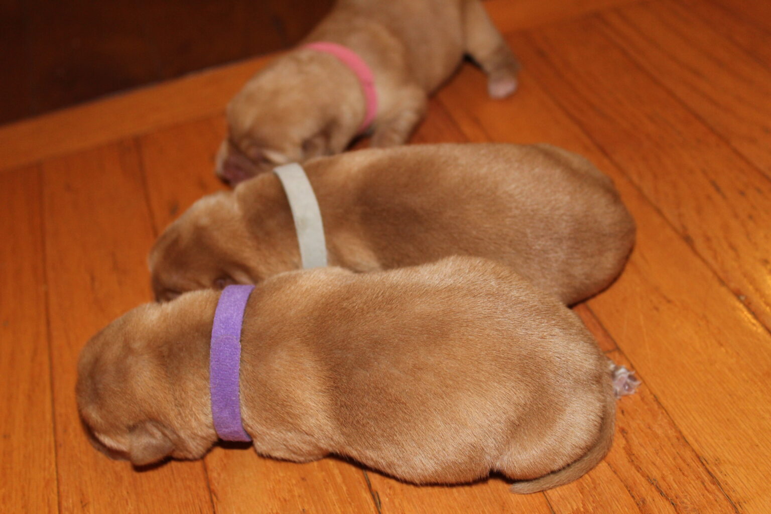 KingLabradors – Raising Quality Family Raised English Labrador retrievers