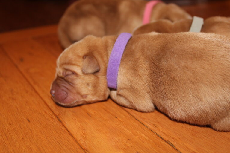 KingLabradors – Raising Quality Family Raised English Labrador retrievers