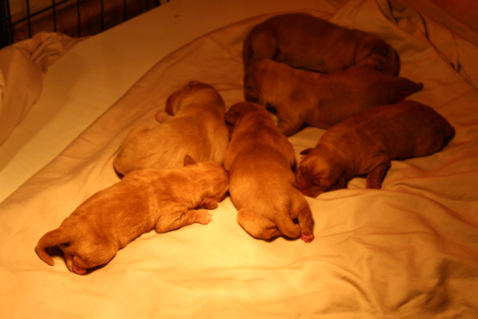 KingLabradors – Raising Quality Family Raised English Labrador retrievers