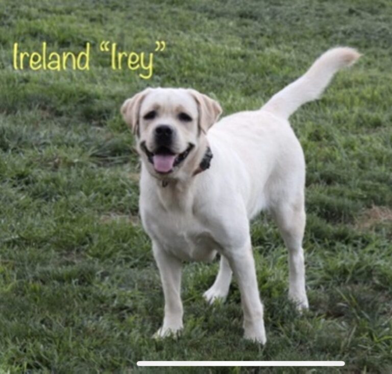 KingLabradors – Raising Quality Family Raised English Labrador retrievers