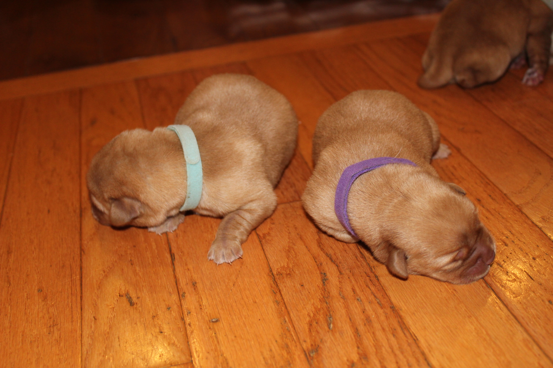 KingLabradors – Raising Quality Family Raised English Labrador retrievers