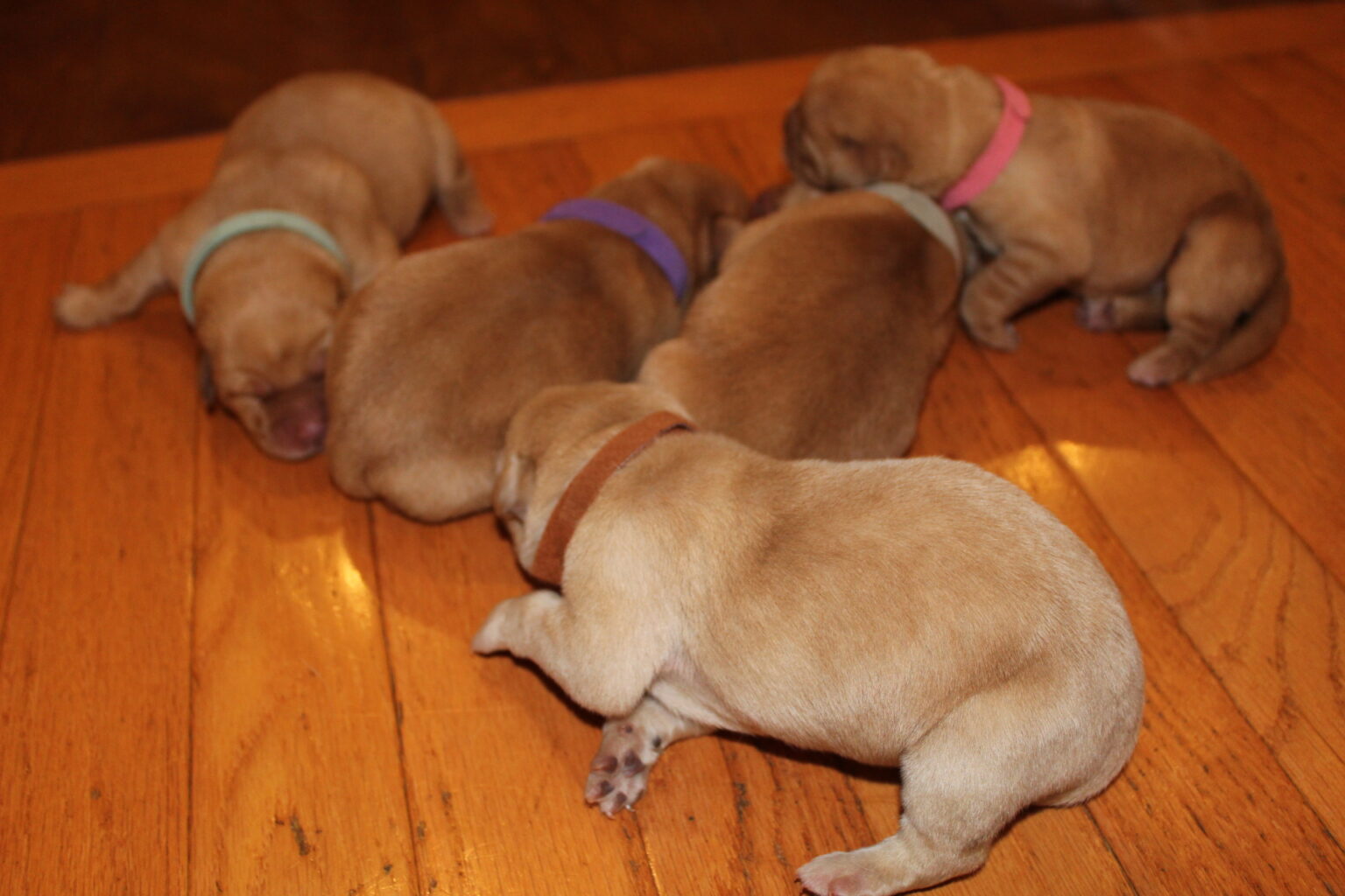 KingLabradors – Raising Quality Family Raised English Labrador retrievers