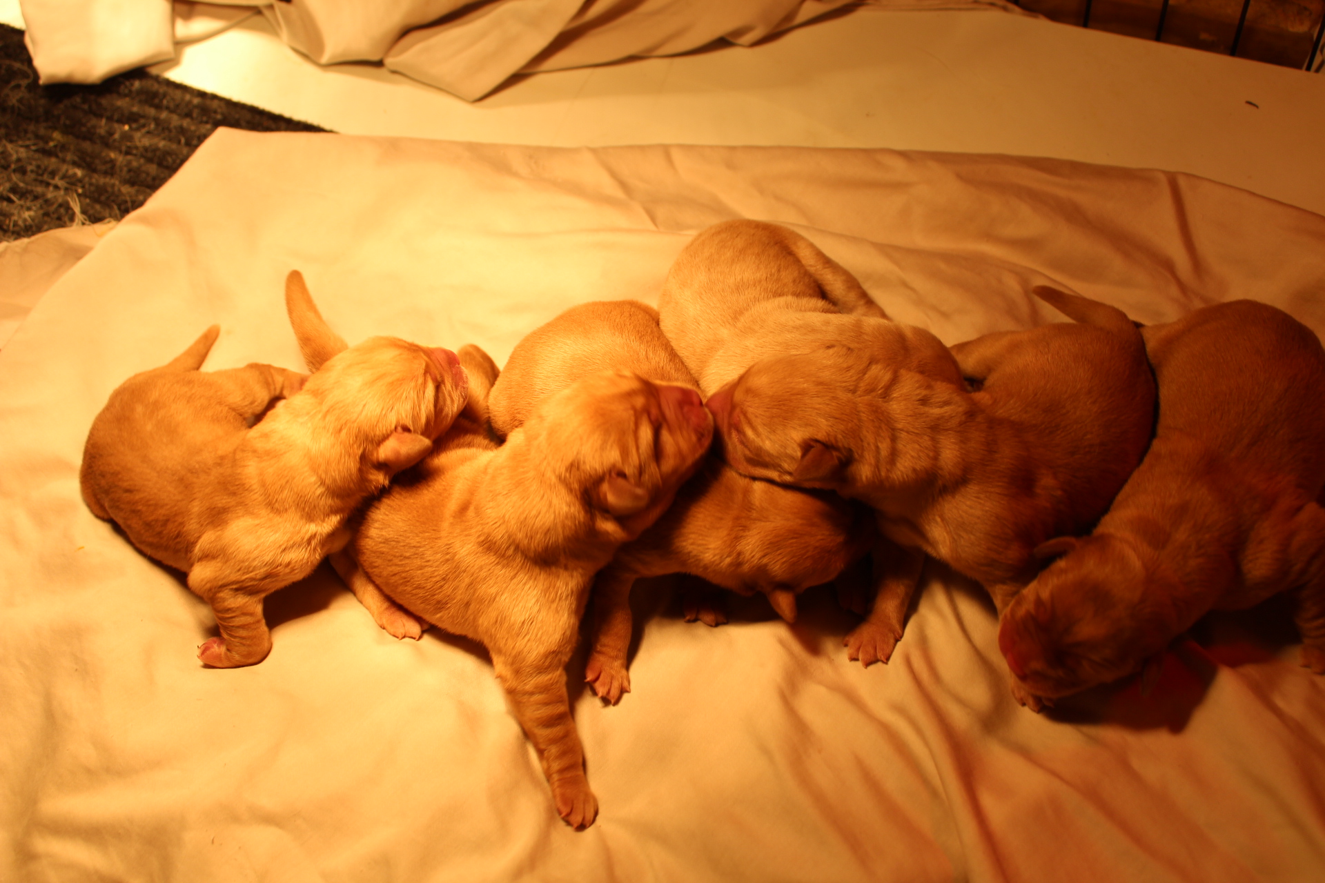 KingLabradors – Raising Quality Family Raised English Labrador retrievers