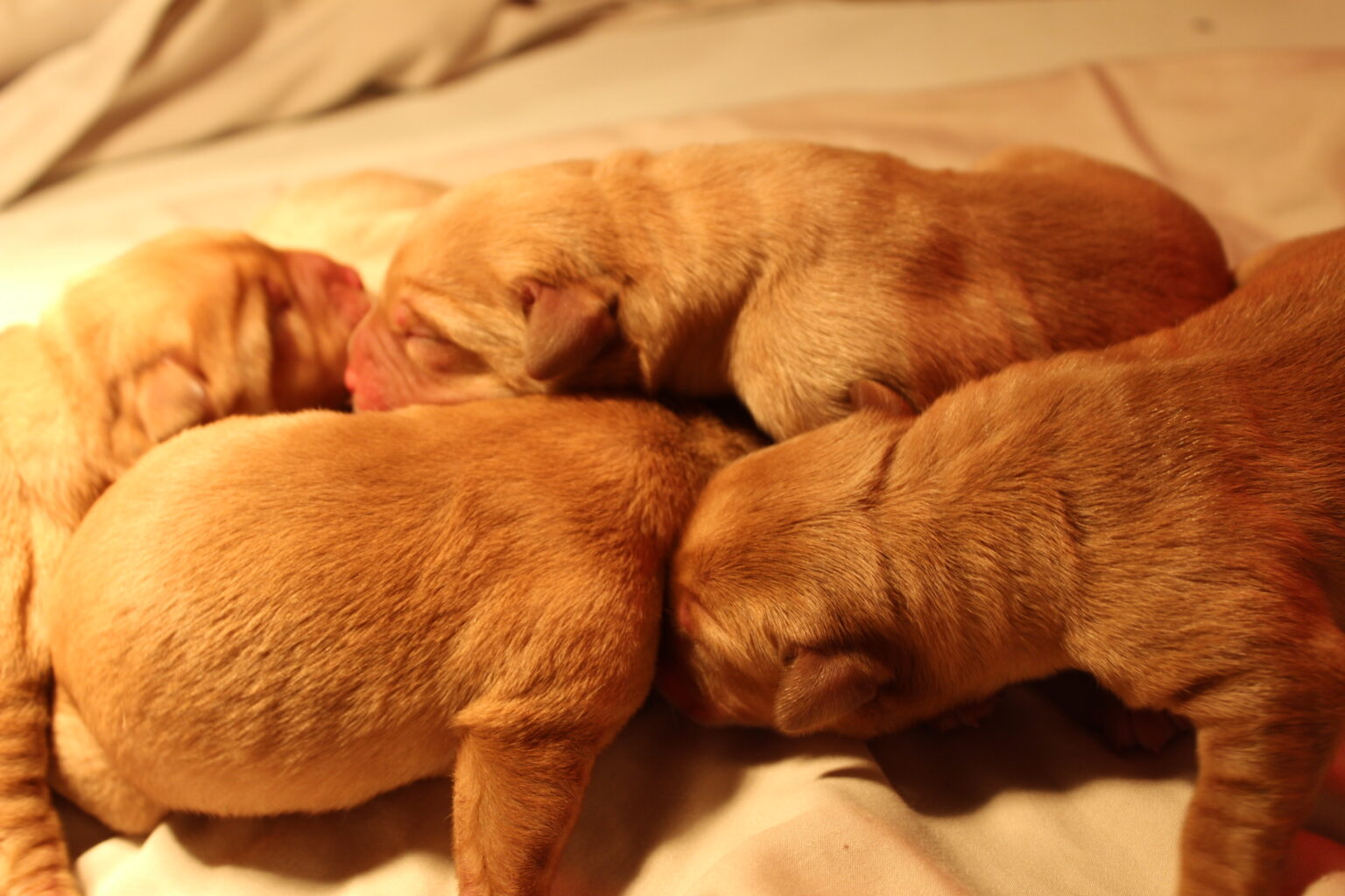 KingLabradors – Raising Quality Family Raised English Labrador retrievers