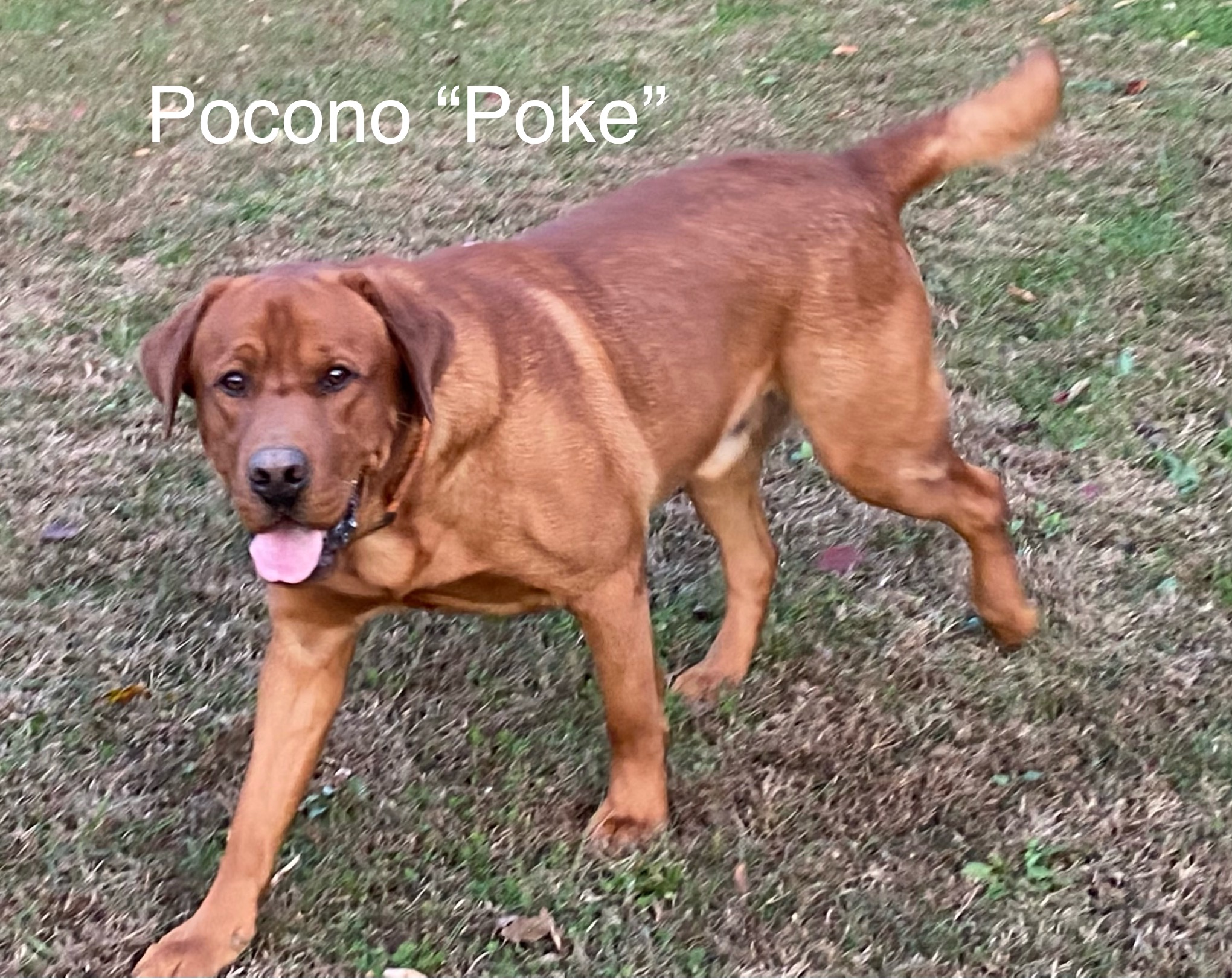 KingLabradors – Raising Quality Family Raised English Labrador retrievers