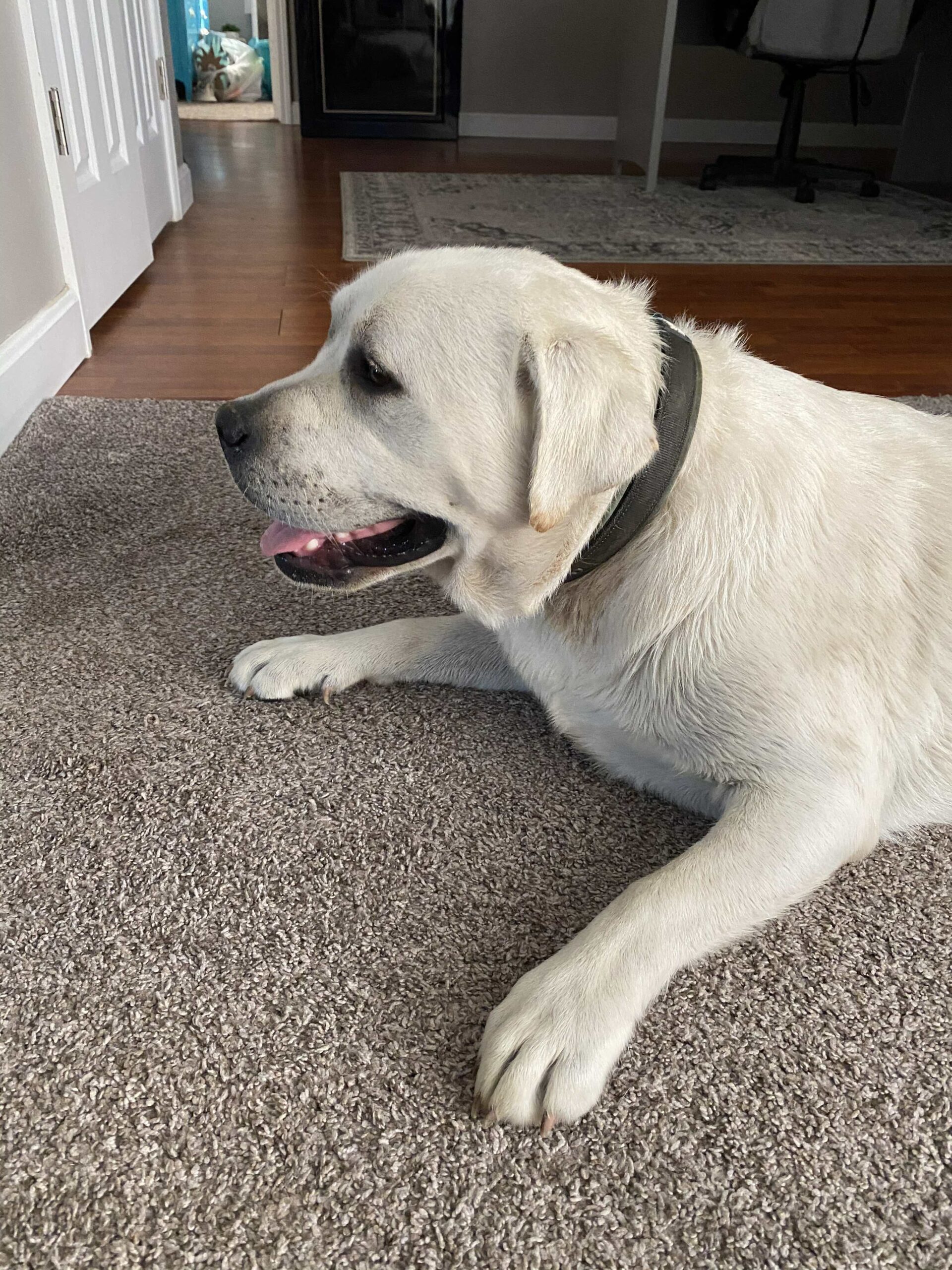 KingLabradors – Raising Quality Family Raised English Labrador retrievers