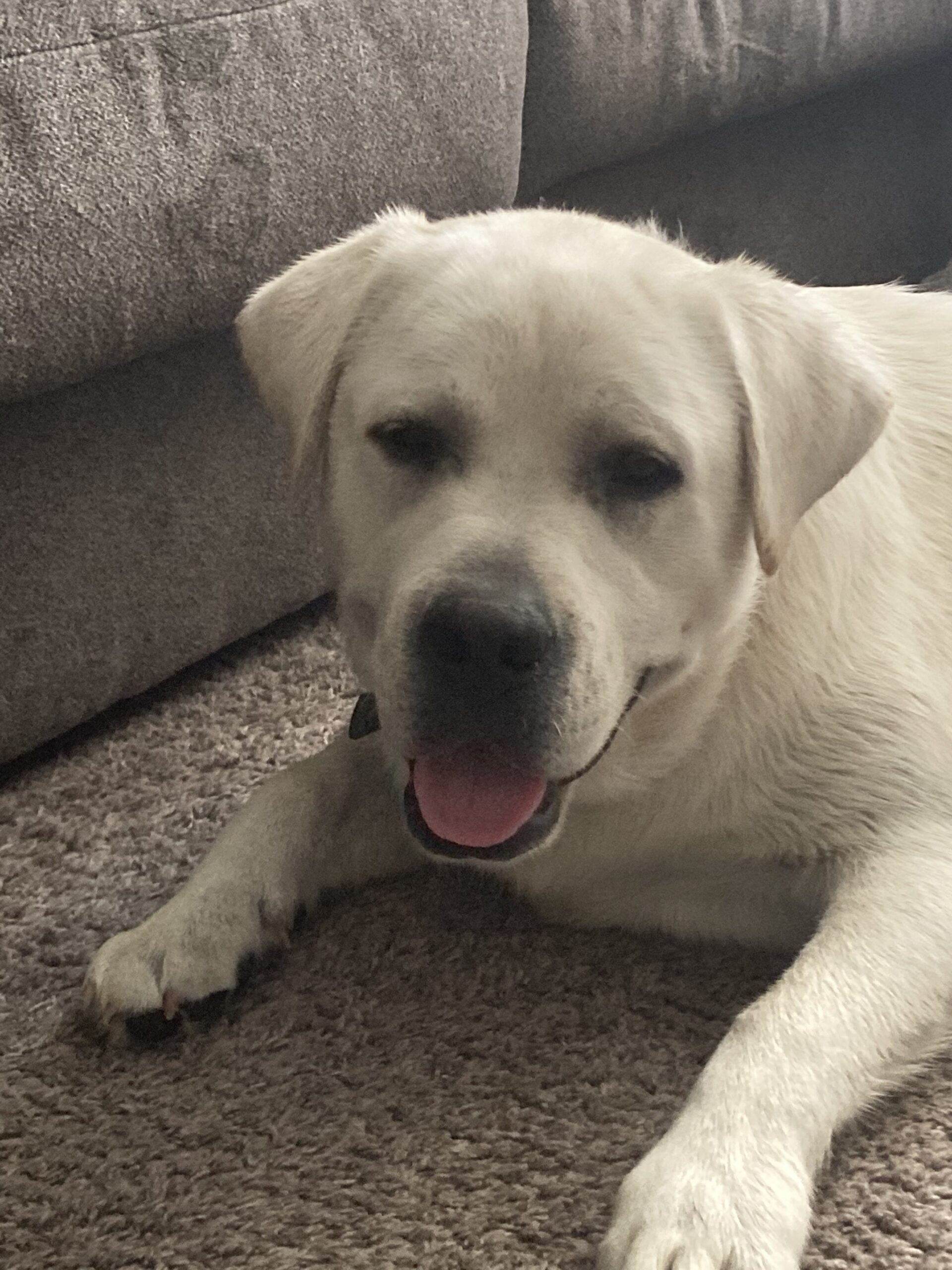 KingLabradors – Raising Quality Family Raised English Labrador retrievers