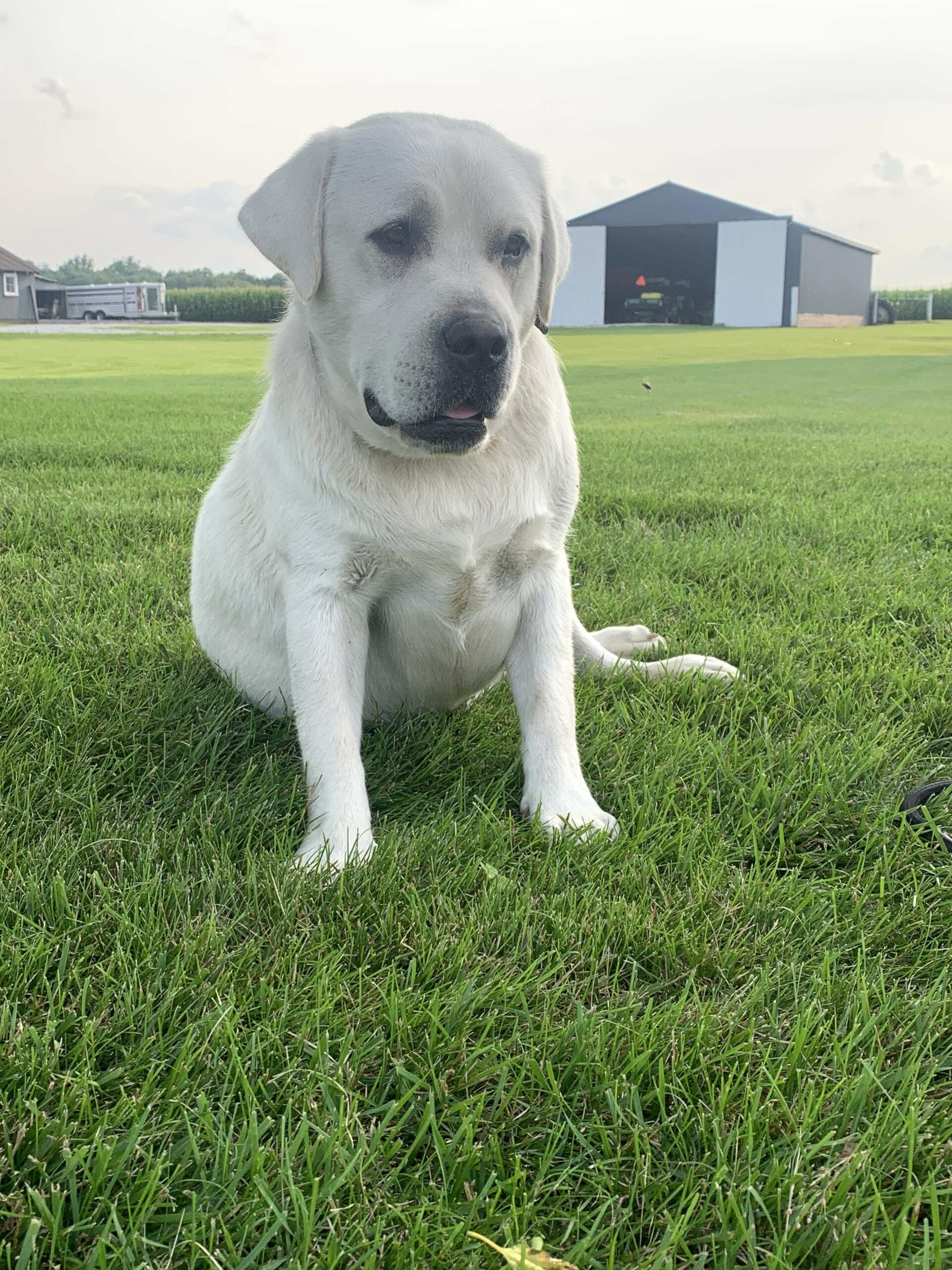 KingLabradors – Raising Quality Family Raised English Labrador retrievers
