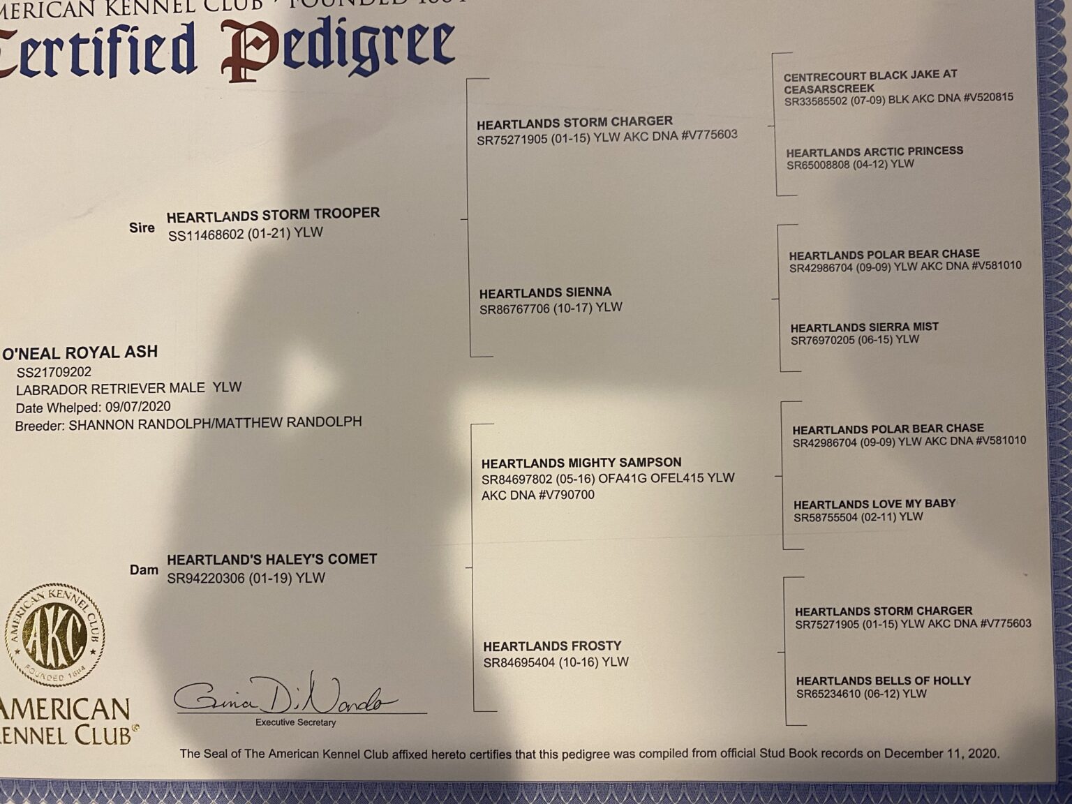 KingLabradors – Raising Quality Family Raised English Labrador retrievers