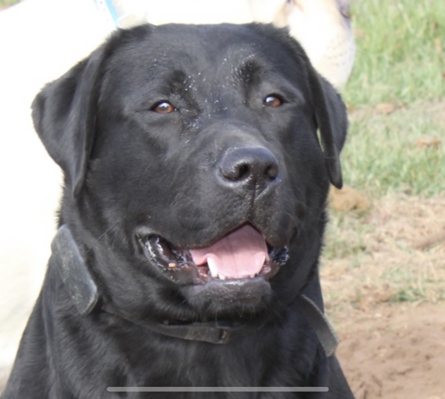 KingLabradors – Raising Quality Family Raised English Labrador retrievers