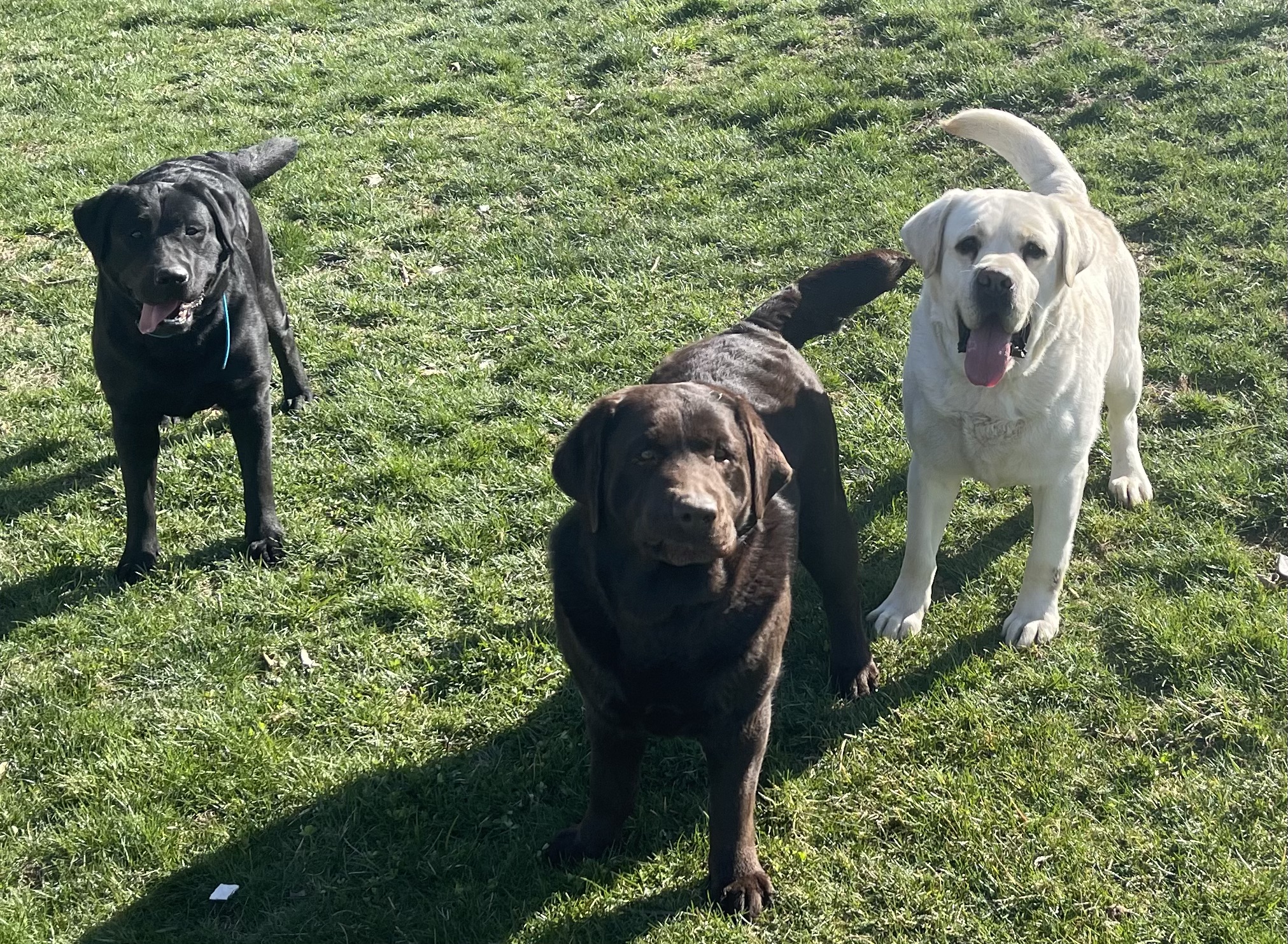 KingLabradors – Raising Quality Family Raised English Labrador retrievers