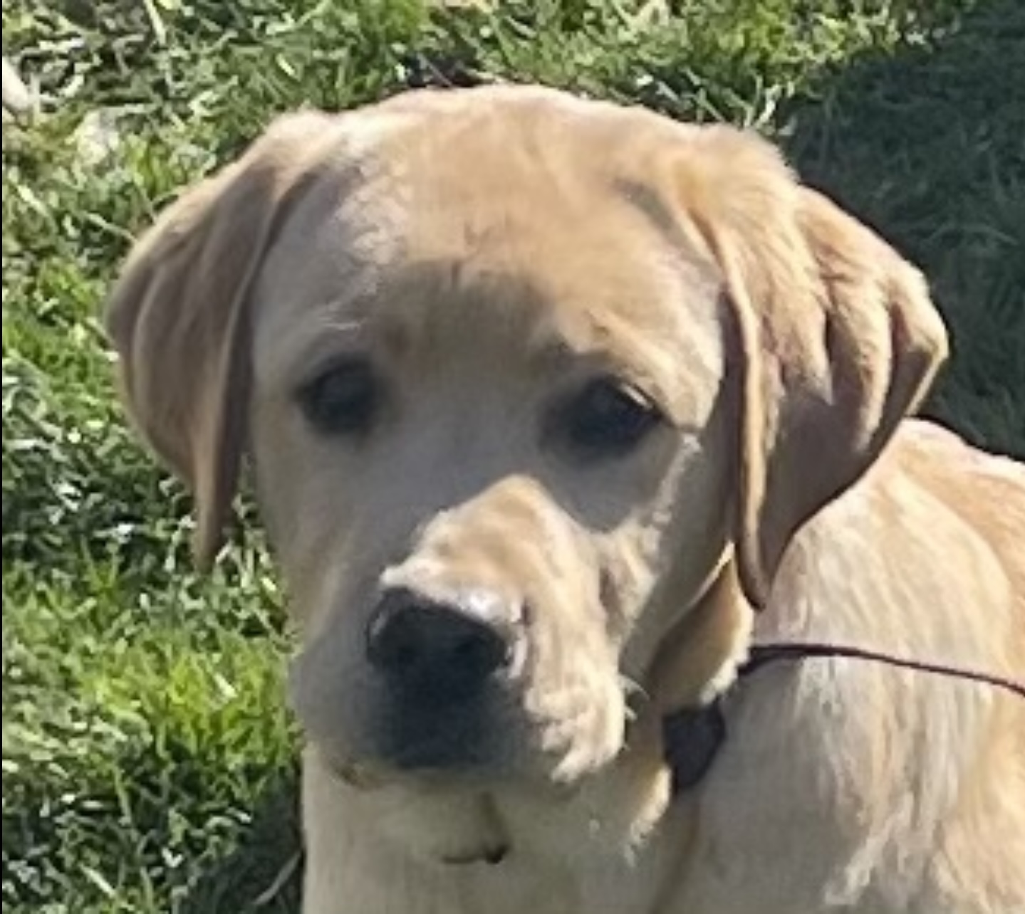 KingLabradors – Raising Quality Family Raised English Labrador retrievers