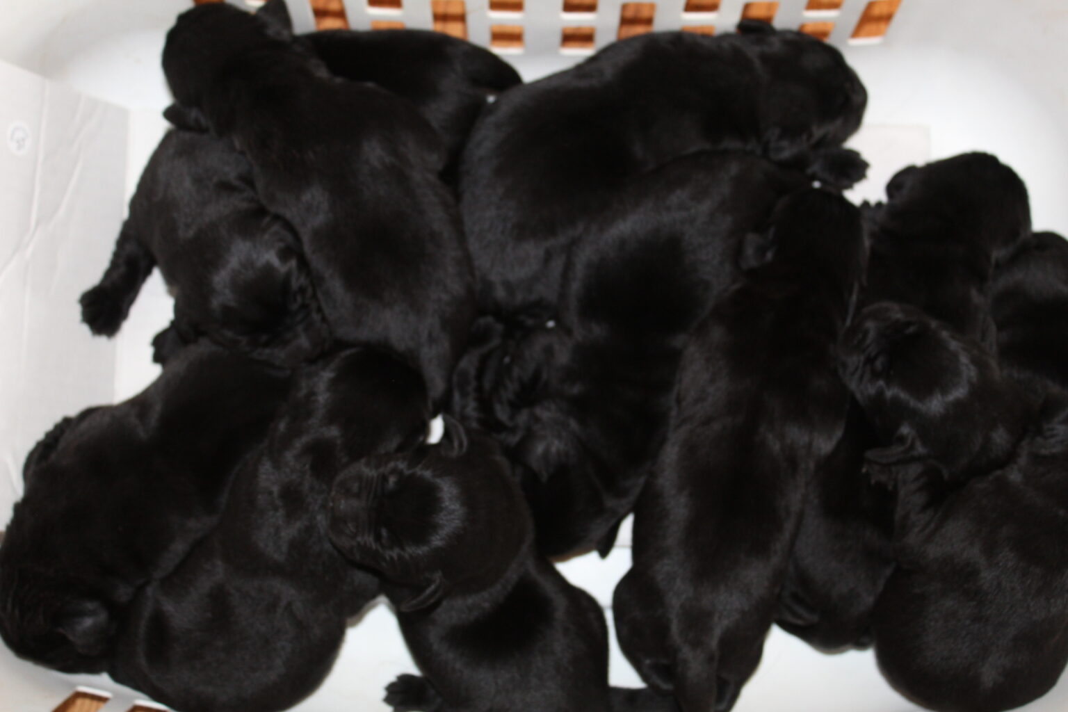 KingLabradors – Raising Quality Family Raised English Labrador retrievers