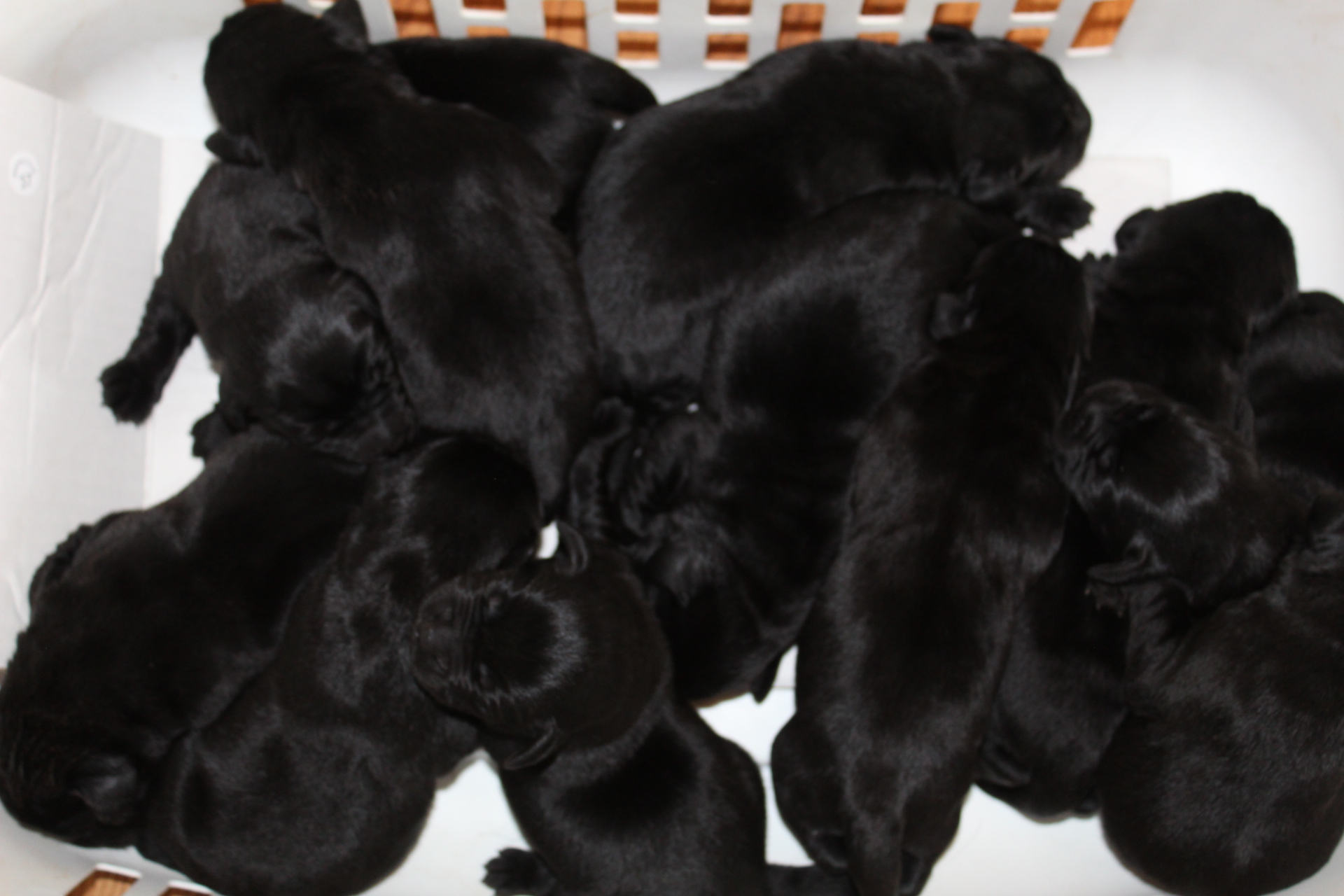 KingLabradors – Raising Quality Family Raised English Labrador retrievers
