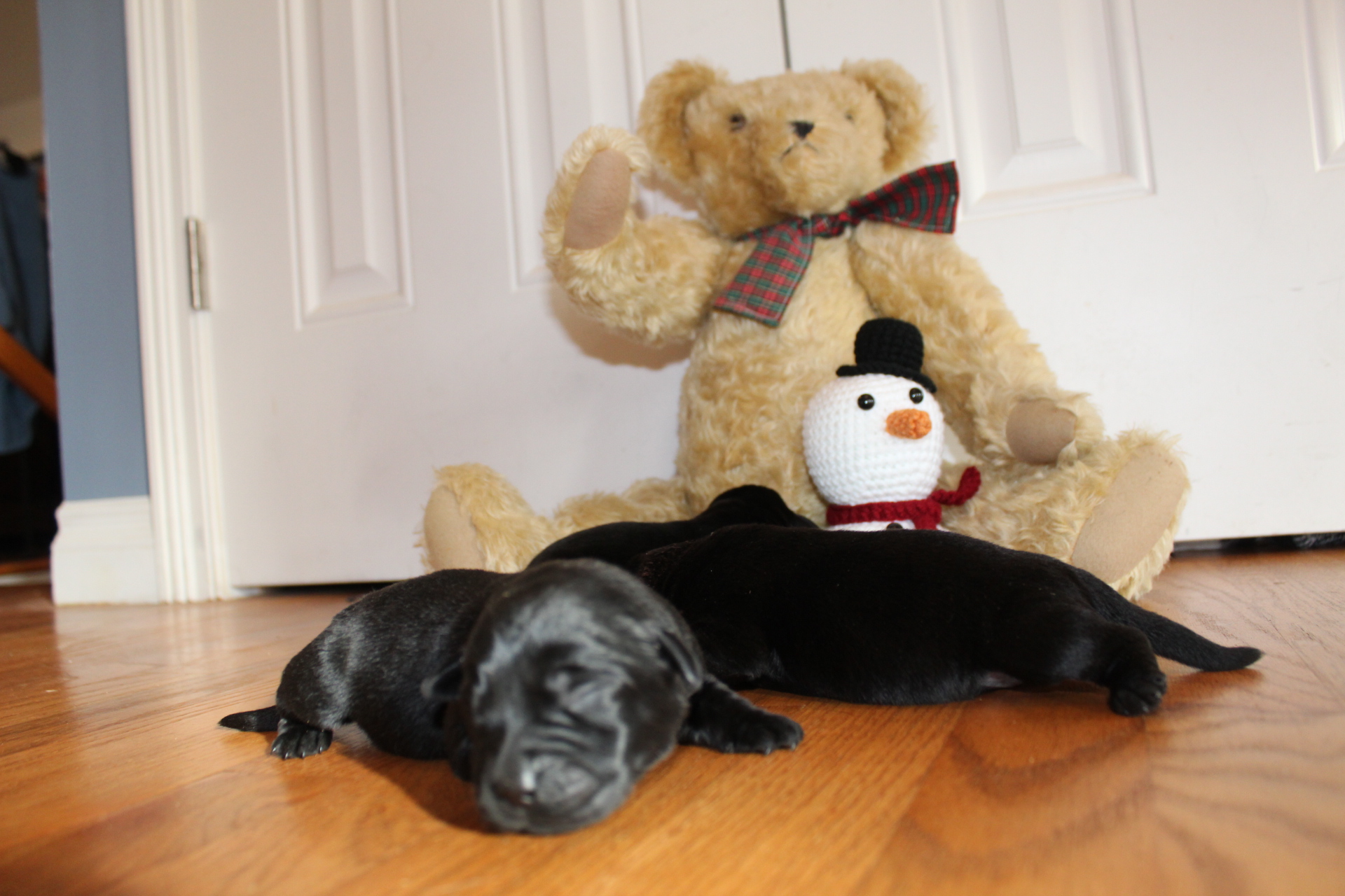 KingLabradors – Raising Quality Family Raised English Labrador retrievers