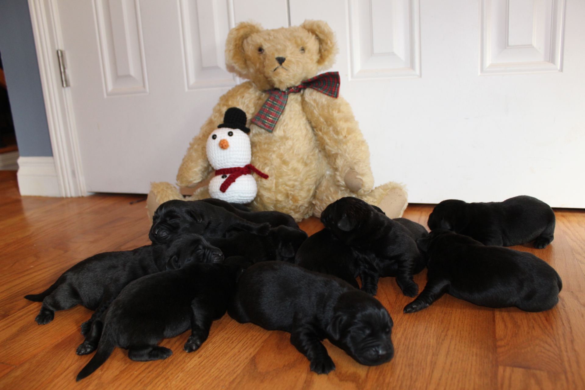 KingLabradors – Raising Quality Family Raised English Labrador retrievers