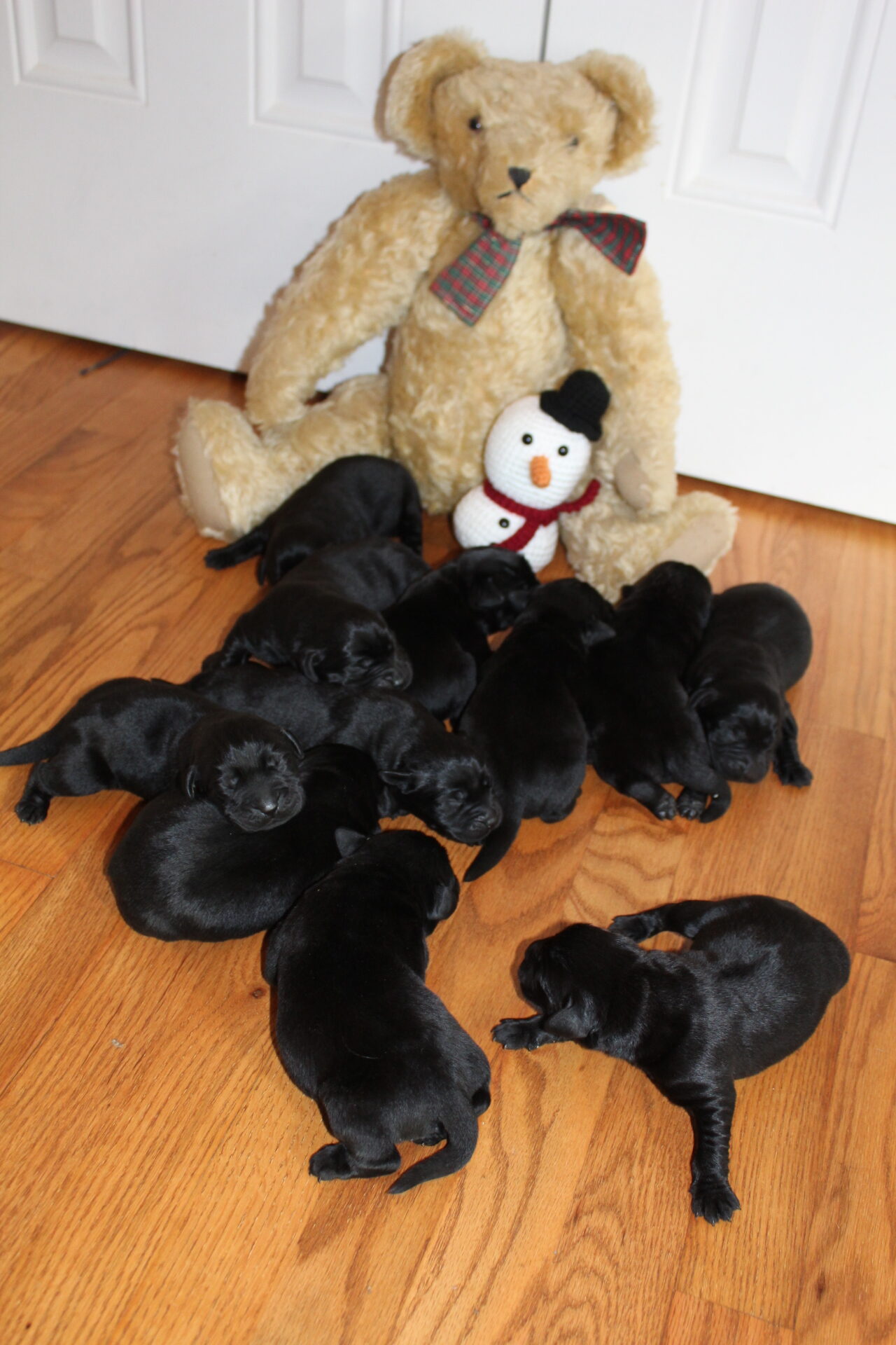 KingLabradors – Raising Quality Family Raised English Labrador retrievers