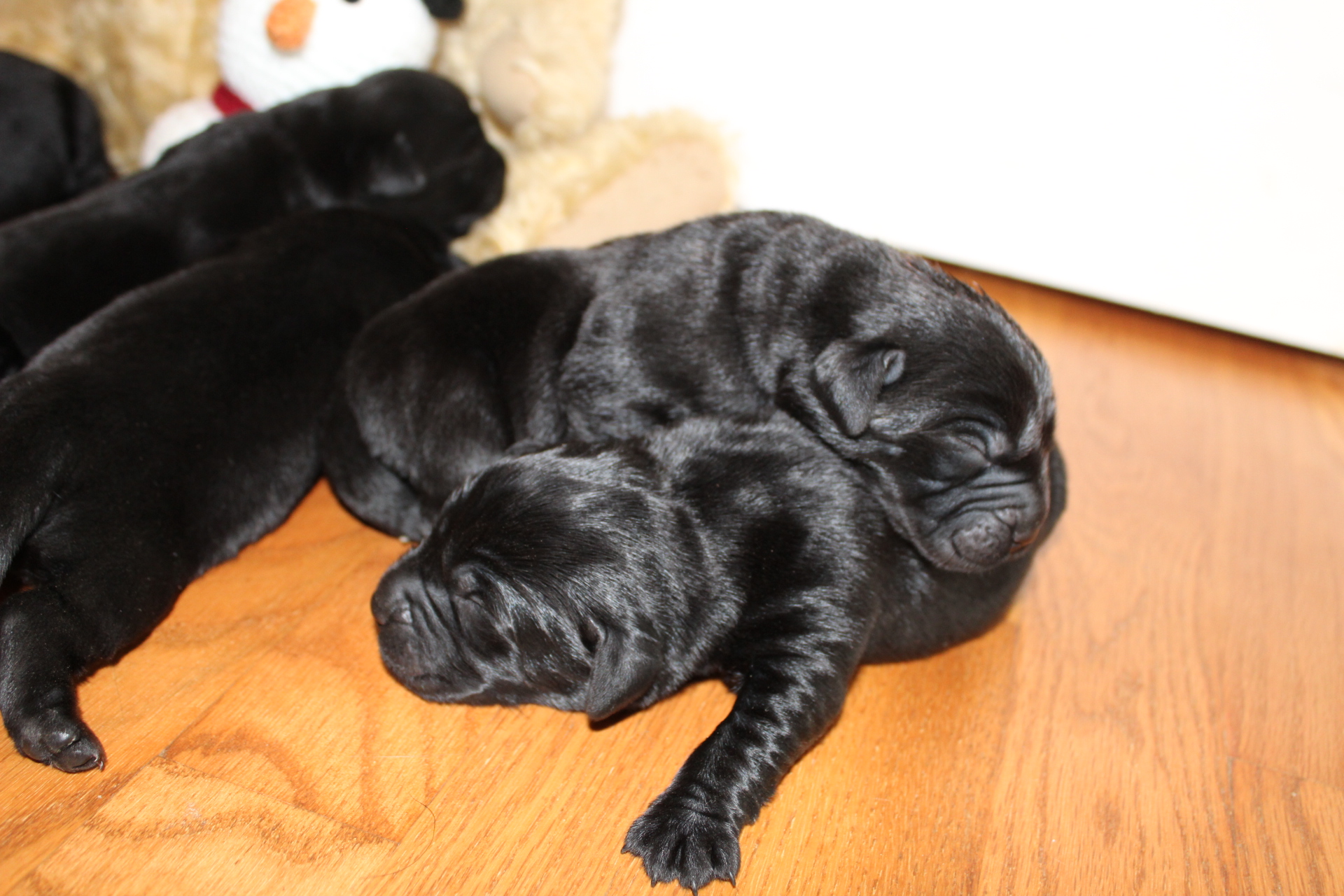 KingLabradors – Raising Quality Family Raised English Labrador retrievers