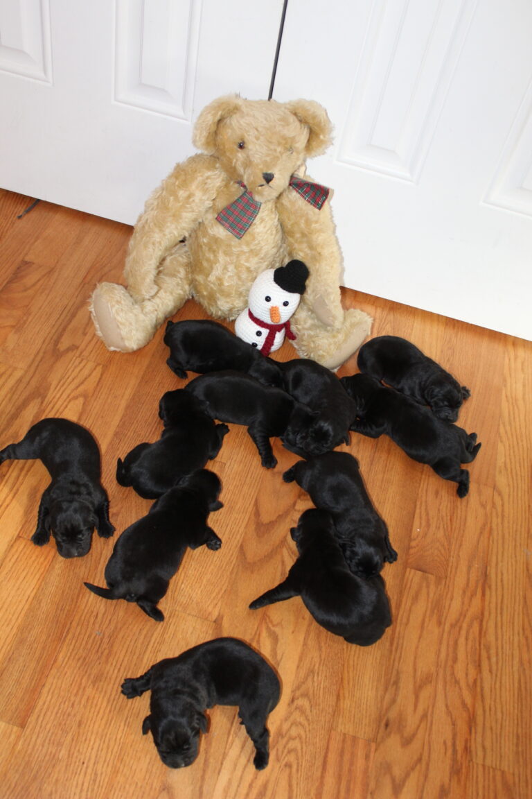 KingLabradors – Raising Quality Family Raised English Labrador retrievers