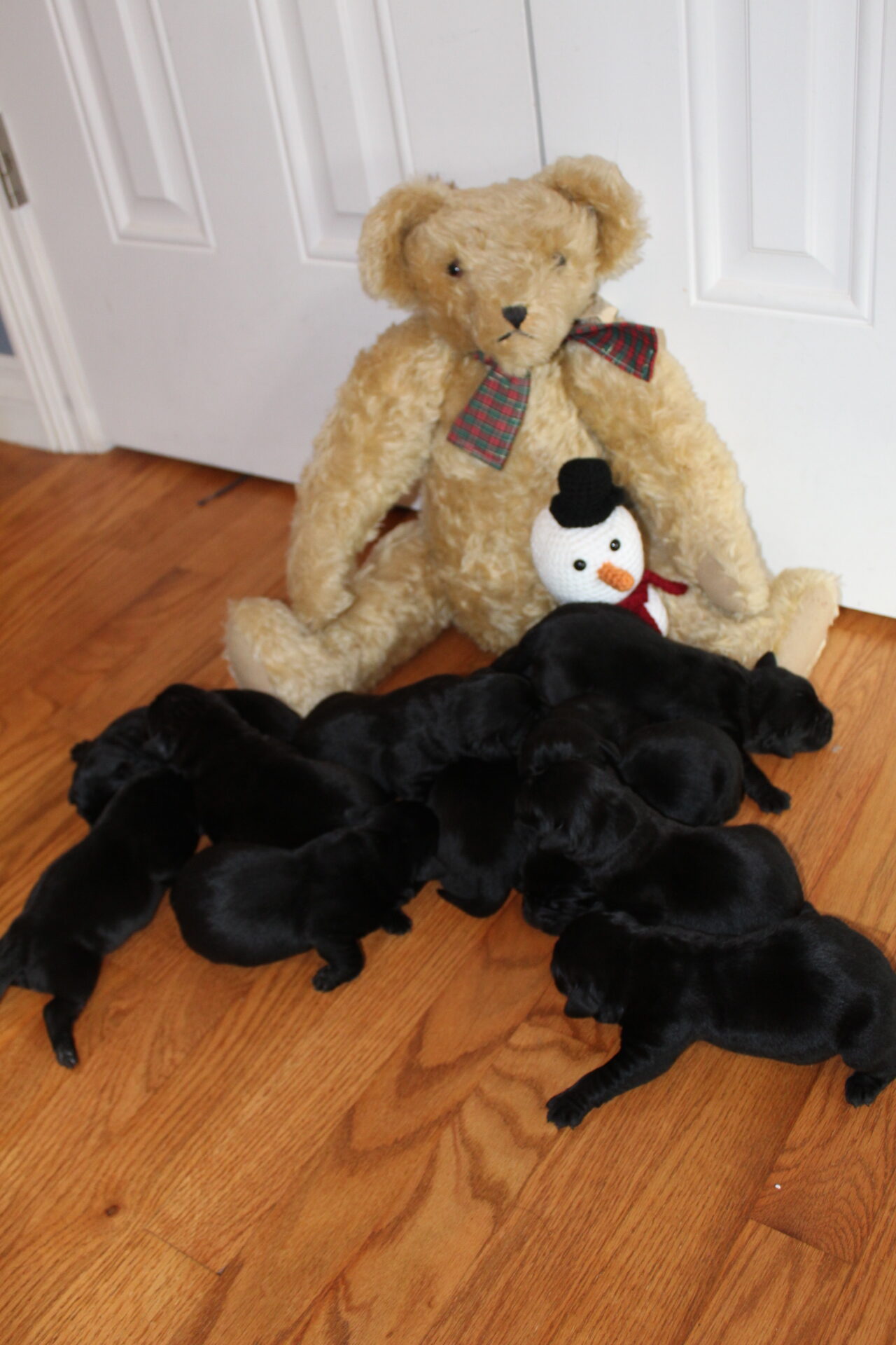 KingLabradors – Raising Quality Family Raised English Labrador retrievers