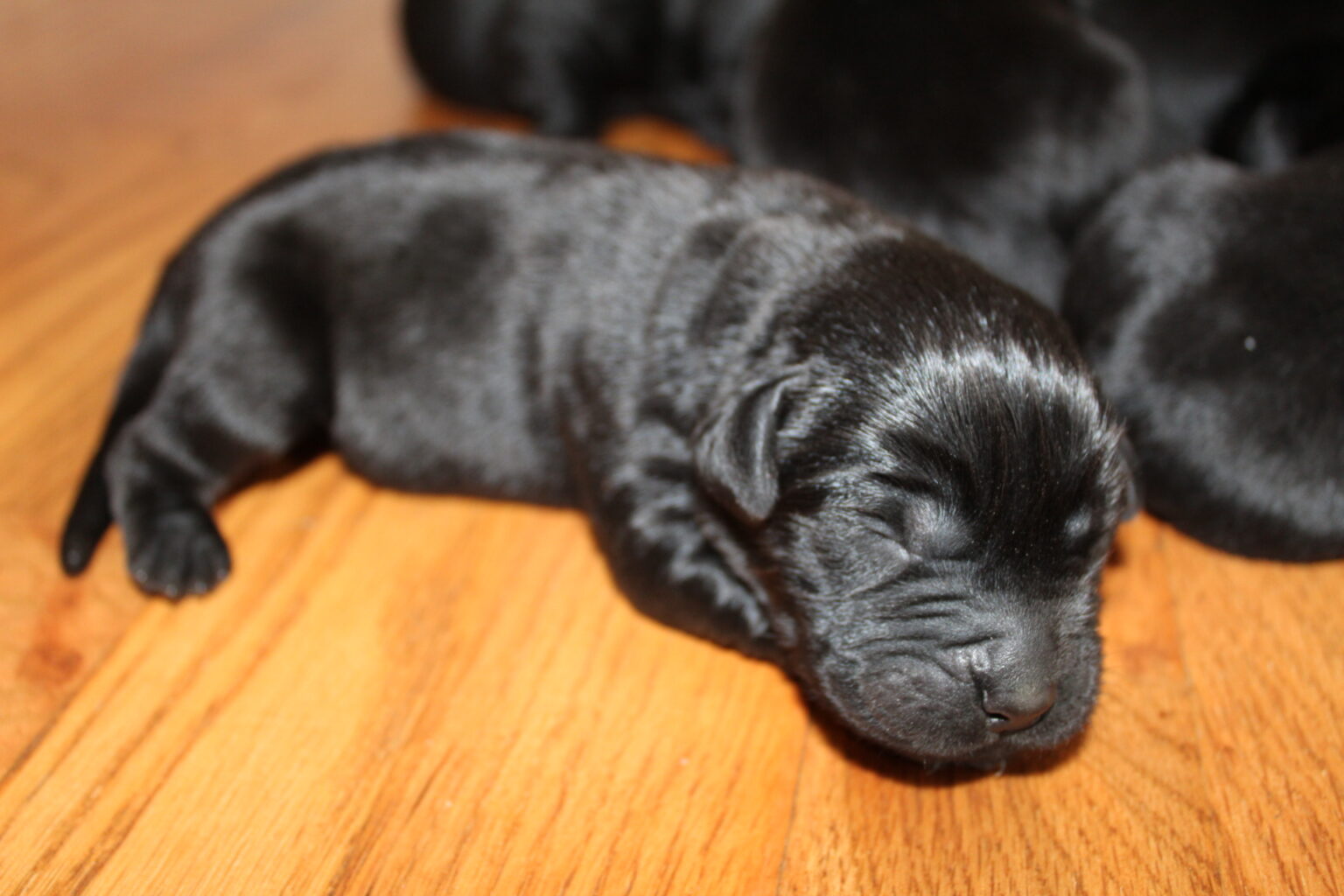 KingLabradors – Raising Quality Family Raised English Labrador retrievers