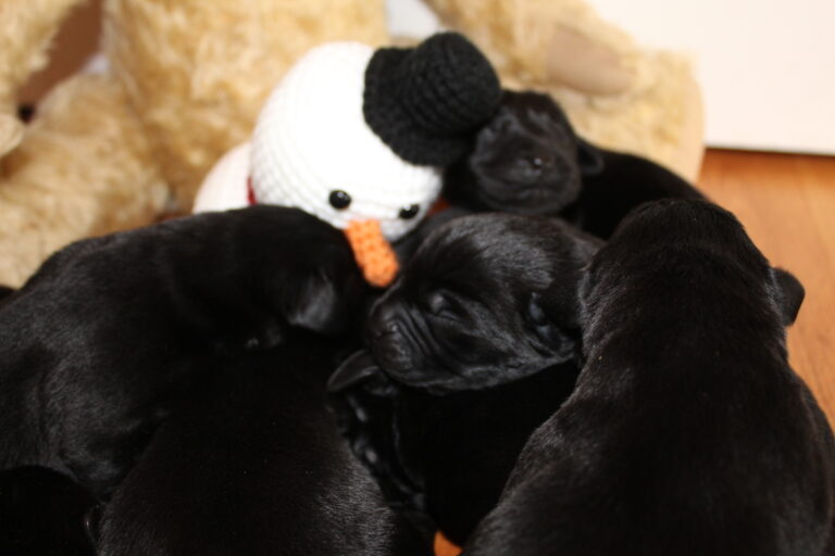 KingLabradors – Raising Quality Family Raised English Labrador retrievers