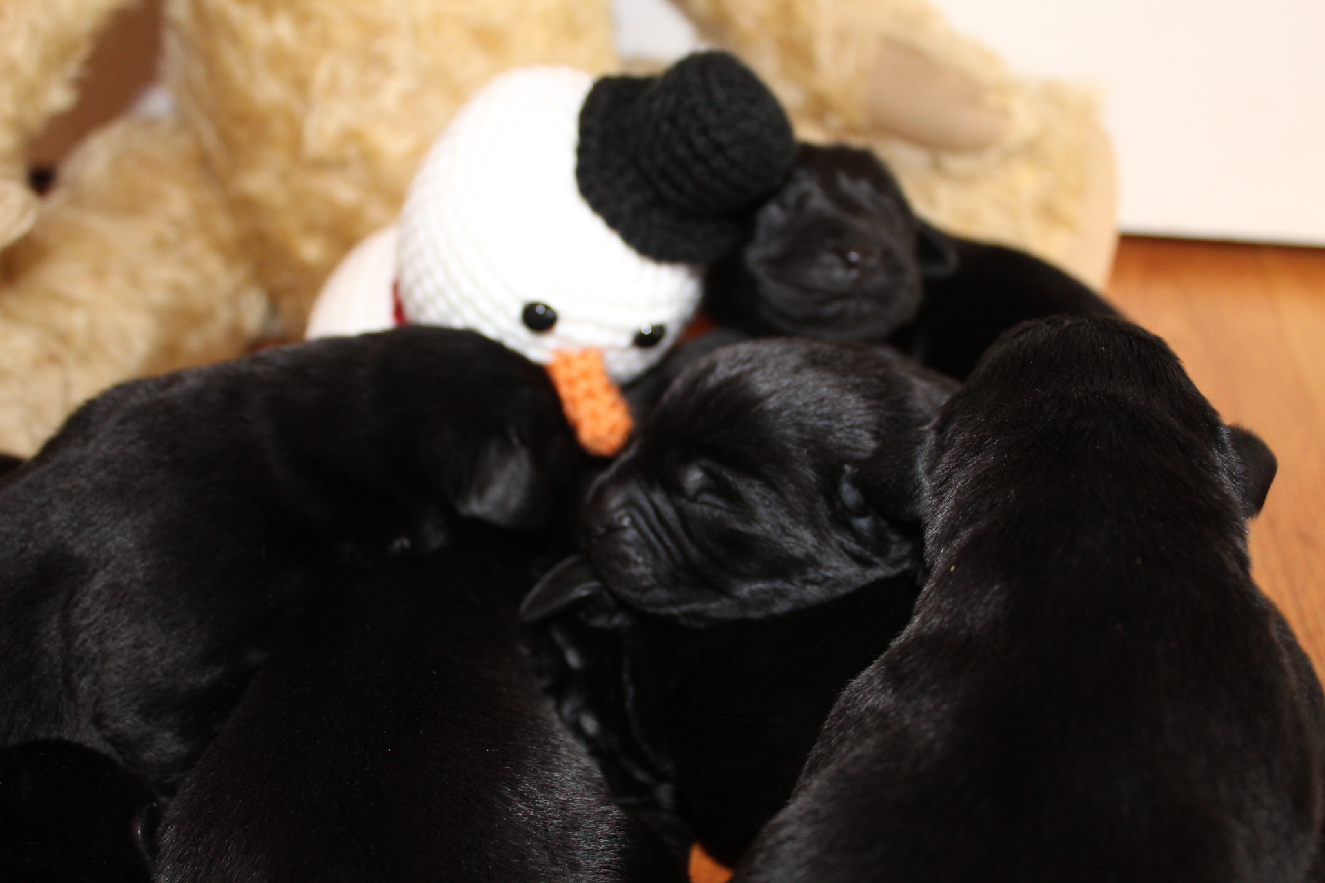 KingLabradors – Raising Quality Family Raised English Labrador retrievers