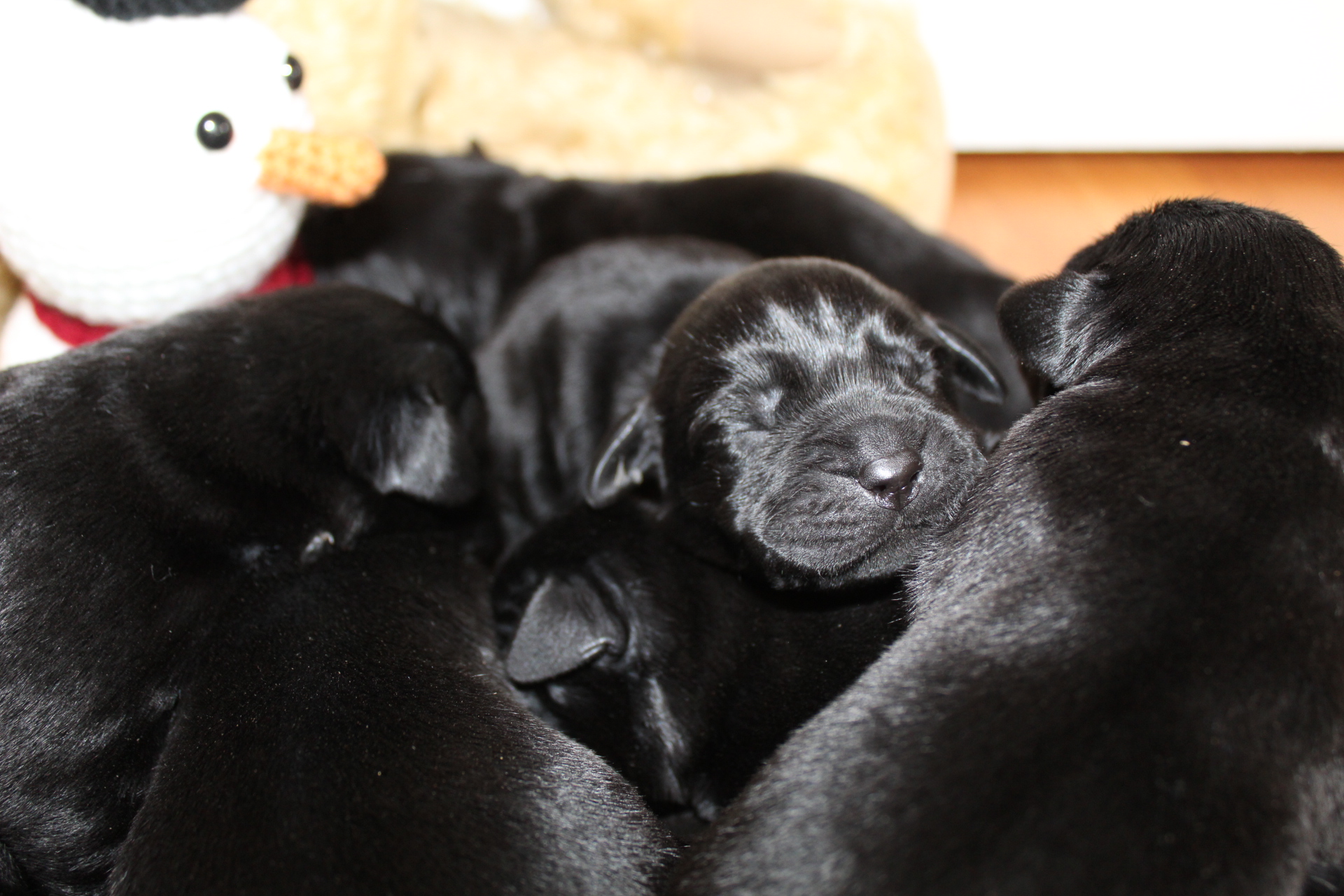 KingLabradors – Raising Quality Family Raised English Labrador retrievers