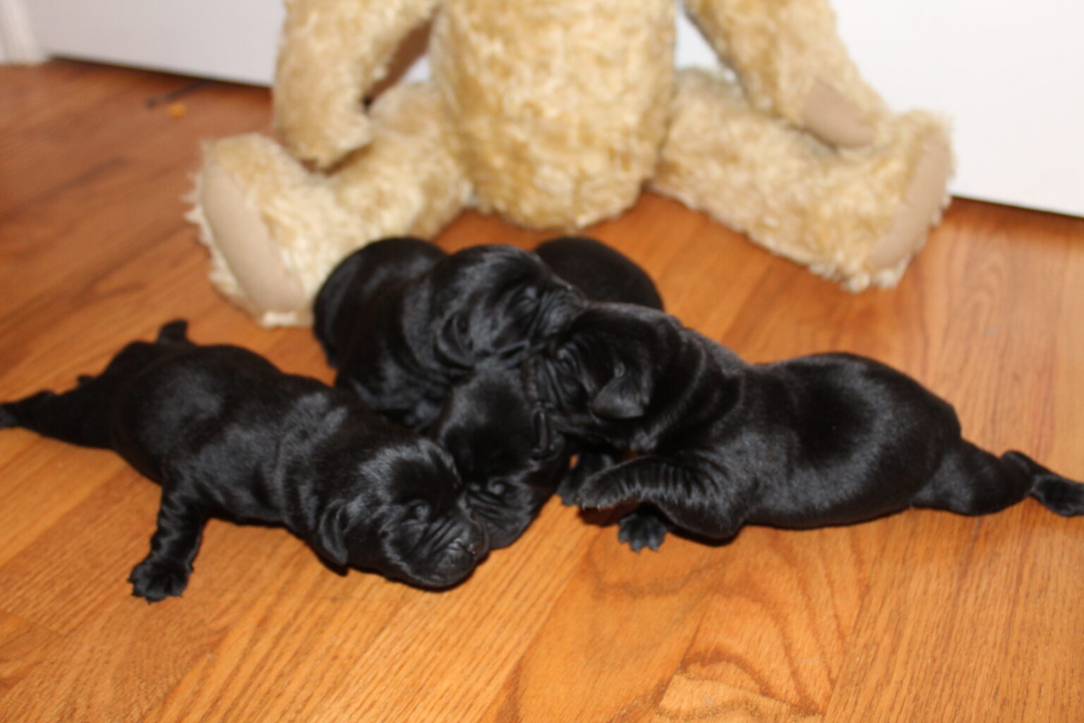 KingLabradors – Raising Quality Family Raised English Labrador retrievers