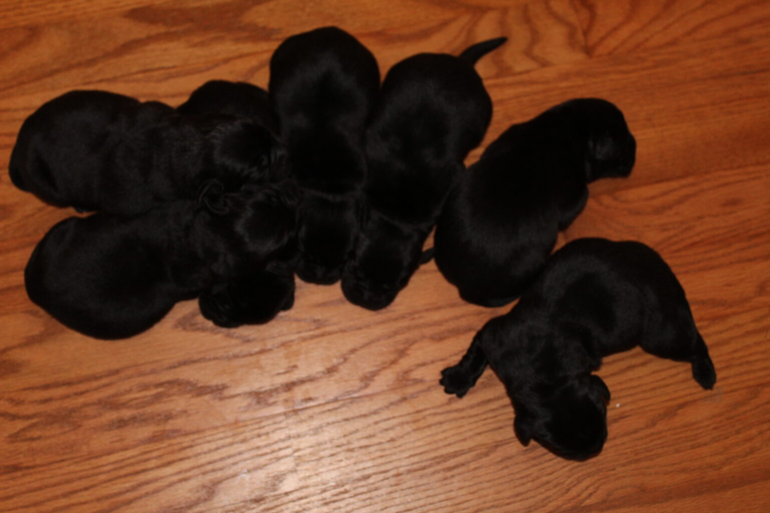 KingLabradors – Raising Quality Family Raised English Labrador retrievers