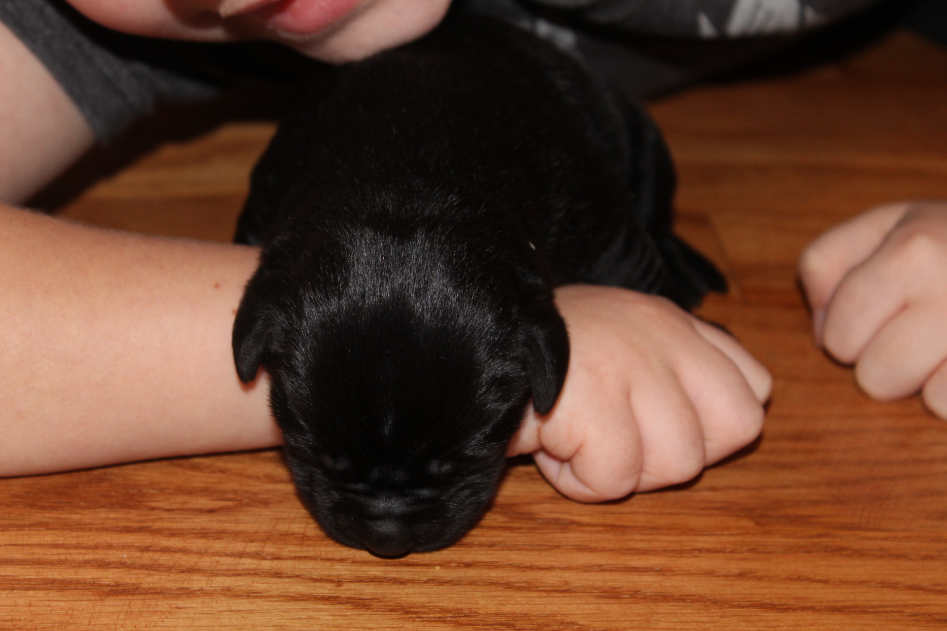 KingLabradors – Raising Quality Family Raised English Labrador retrievers